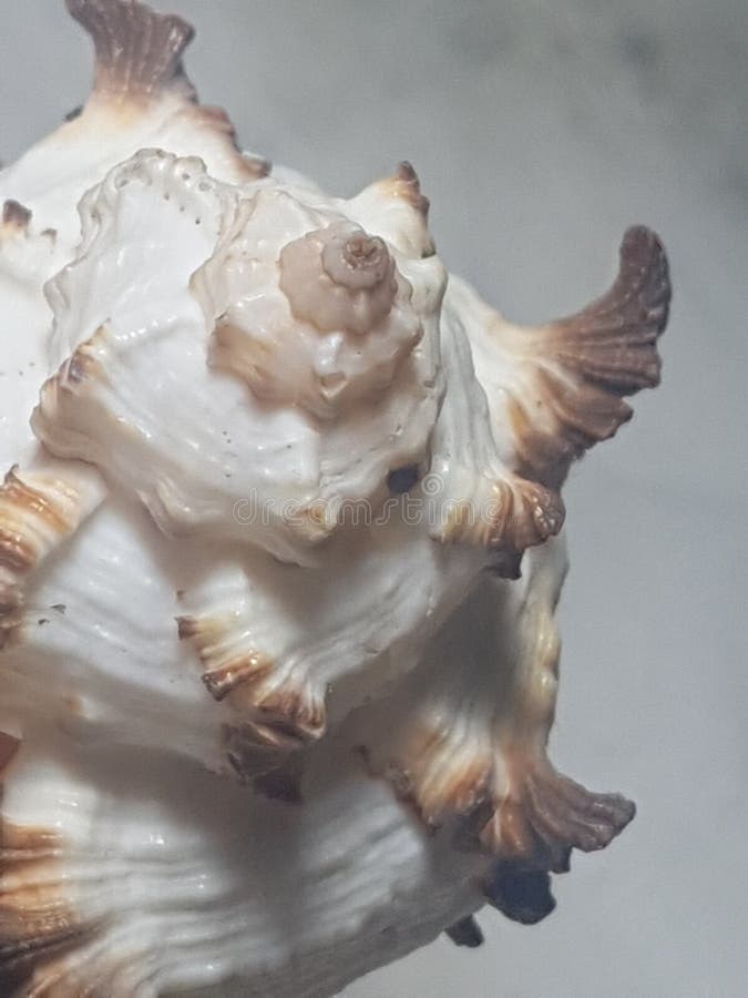 Shell relief white stock image. Image of statue, head - 210595685