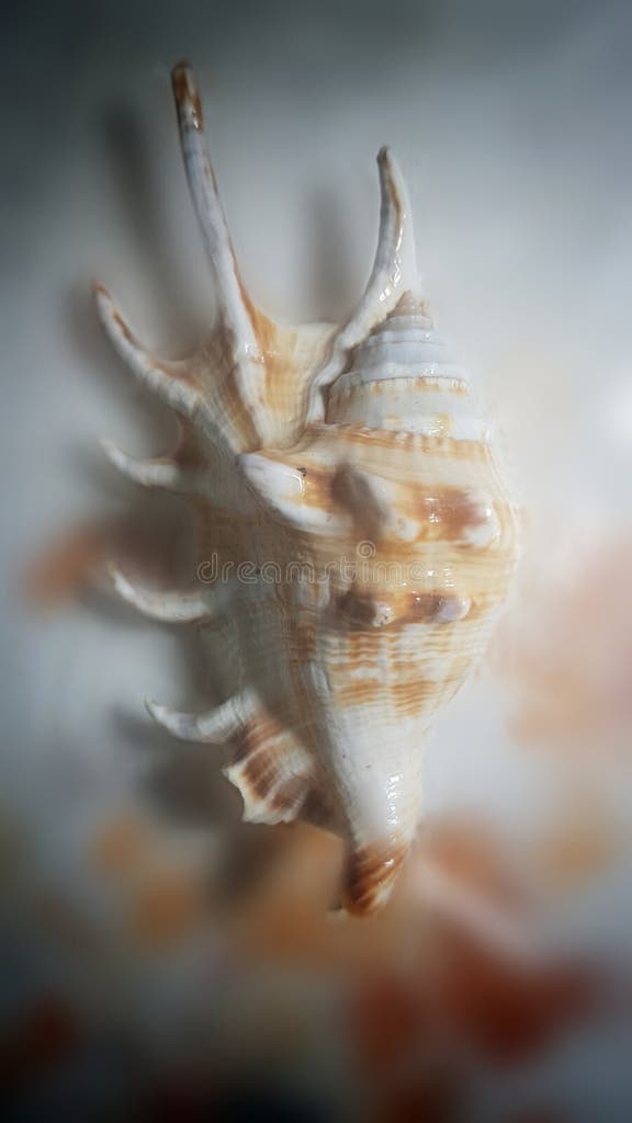 Shell relief white stock image. Image of shell, relief - 210702869