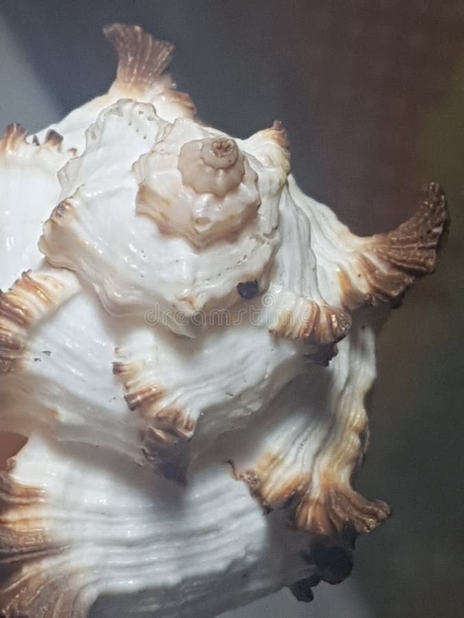 Shell relief white stock image. Image of hand, produce - 210595845