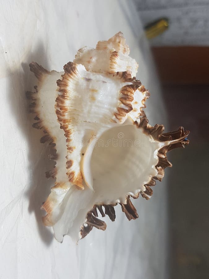 Shell relief white stock image. Image of hand, produce - 210595845