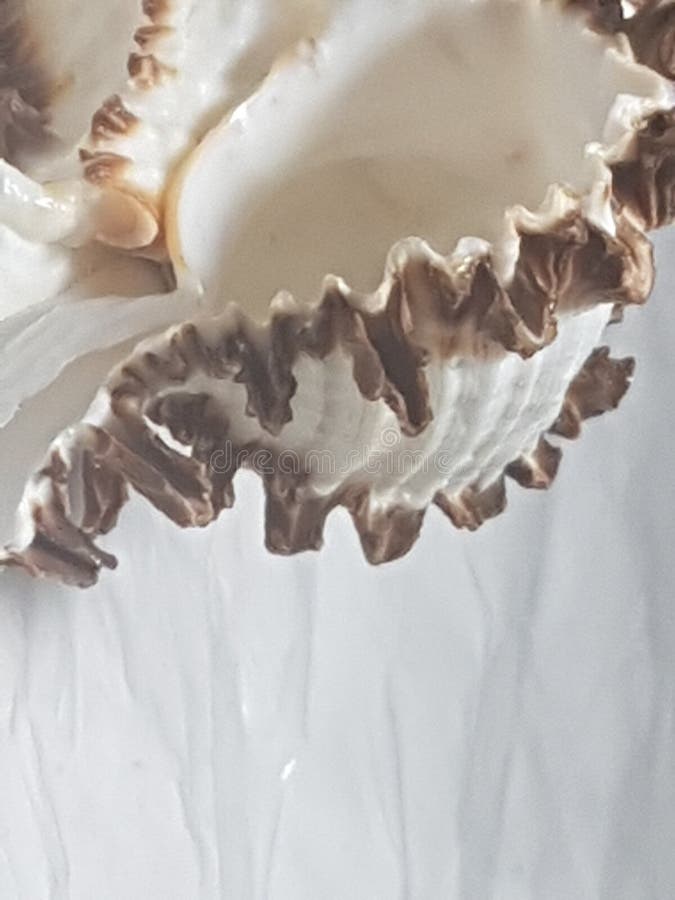 Shell relief white stock illustration. Illustration of hand - 210595876