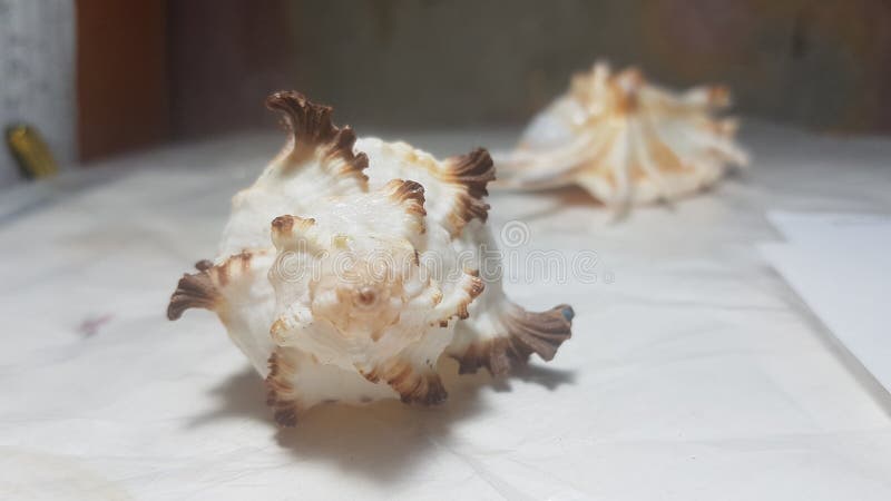 Shell relief white stock image. Image of cuisine, white - 210700047