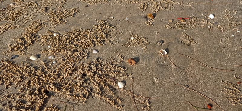 Shell Remains on the Sand at the Beach. Stock Image - Image of wildlife ...