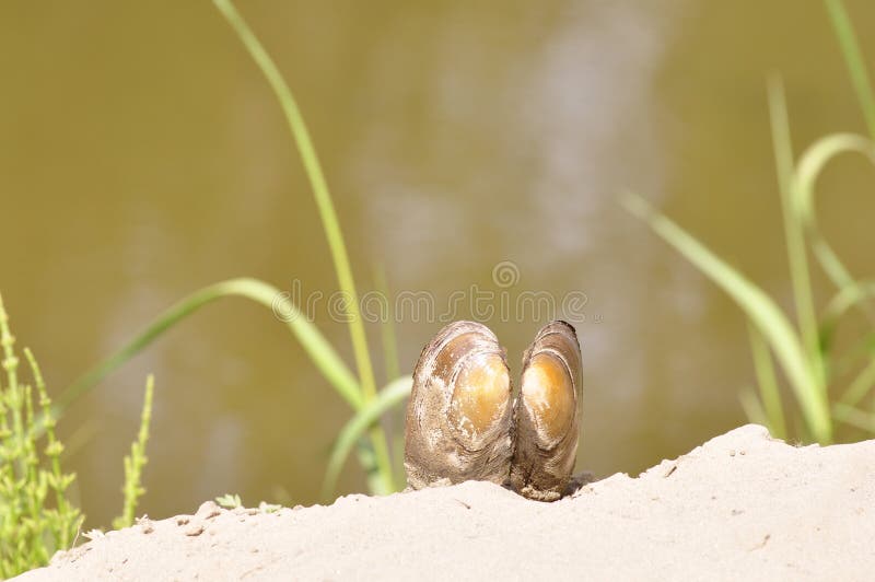 Shell on the river bank. stock image. Image of coast - 78377275