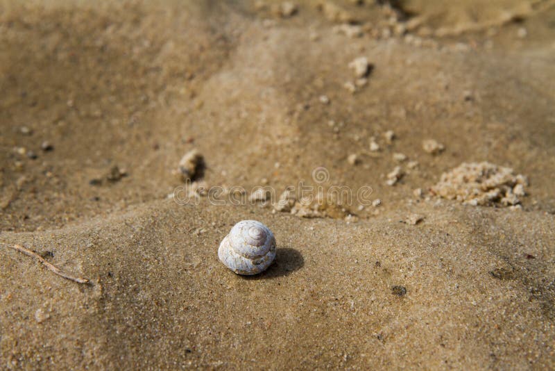 Shell on river bank stock image. Image of ecosystem - 216258547
