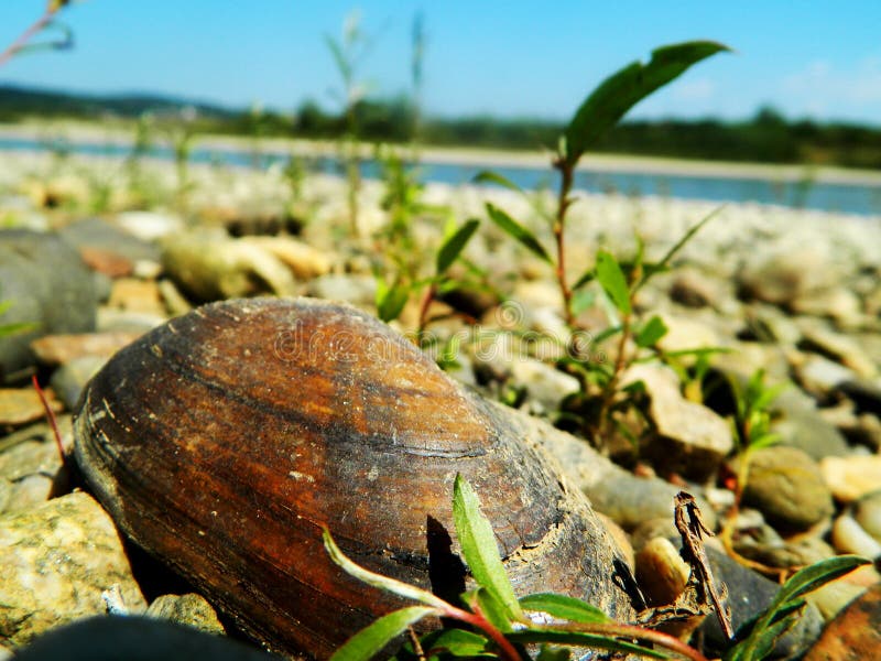 Shell on the river bank stock image. Image of 2020, animal - 206932031