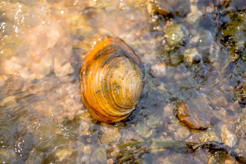Shell on the river shore stock photo. Image of river - 92128298