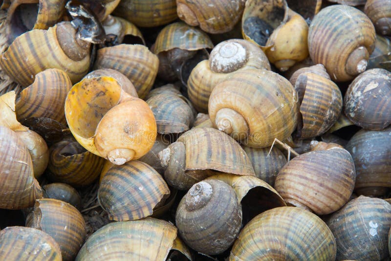 Shell stock photo. Image of shape, conch, pattern, snail - 179694218