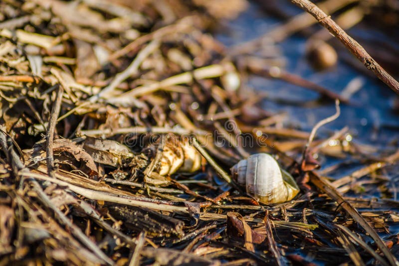 River Snail Shells on Wet Grass Stock Photo - Image of reflection, life ...