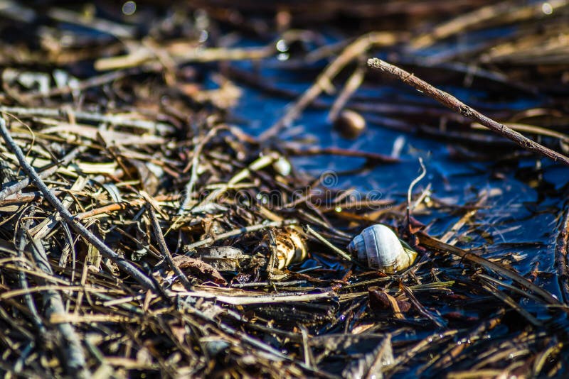 River Snail Shells on Wet Grass Stock Photo - Image of focus, beauty ...
