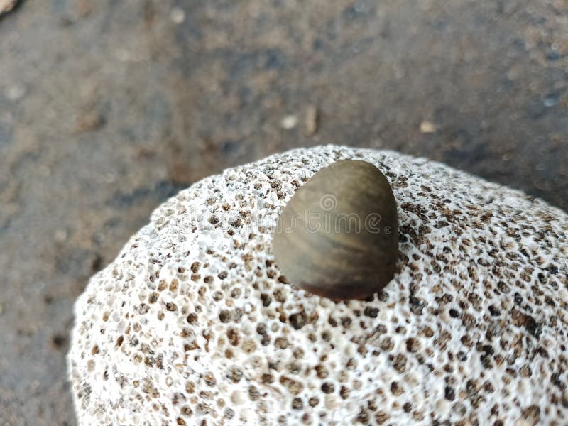 Shell on the rock stock image. Image of geology, invertebrate - 271270809