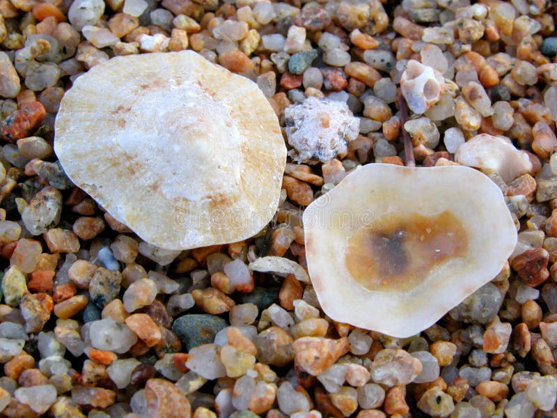 Shell rock stock photo. Image of mediterranean, rock - 50889414
