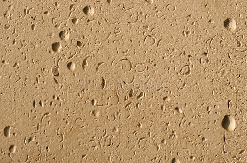 Shell rock stock image. Image of background, sand, organic - 542481