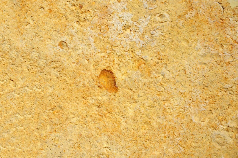 Shell rock background stock photo. Image of natural, building - 82175434