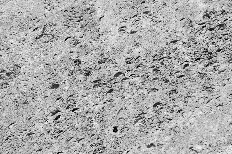 Shell rock background stock photo. Image of limestone - 84627036