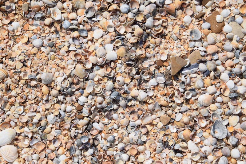 Shell rock stock image. Image of close, textured, closeup - 187102583