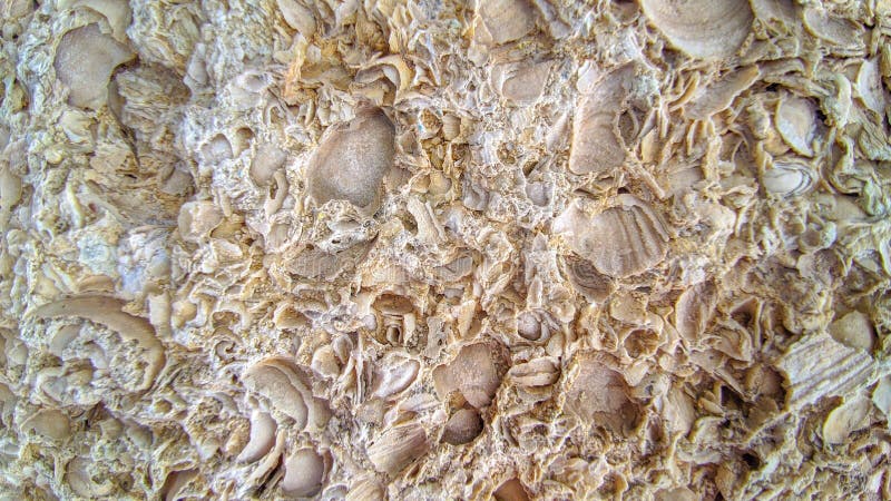 Shell Rock and Limestone. Close-up Texture Stock Image - Image of sand ...