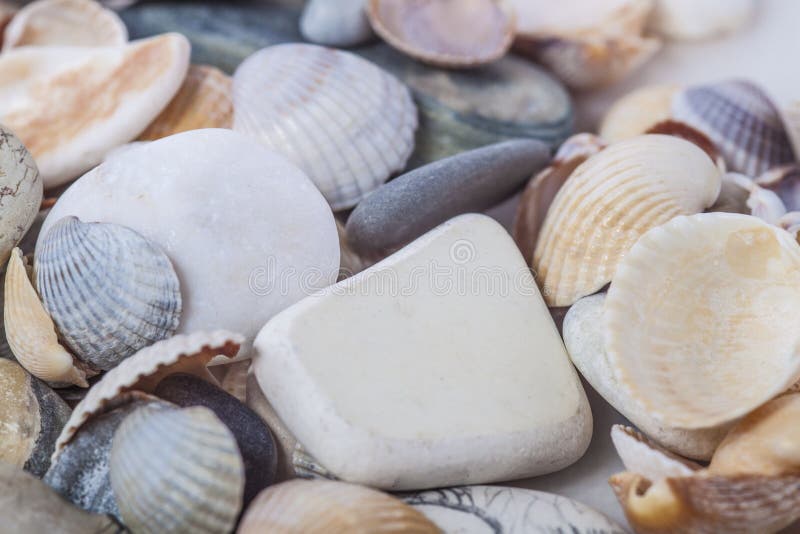 Shell rock stock image. Image of nature, particle, biology - 36782189