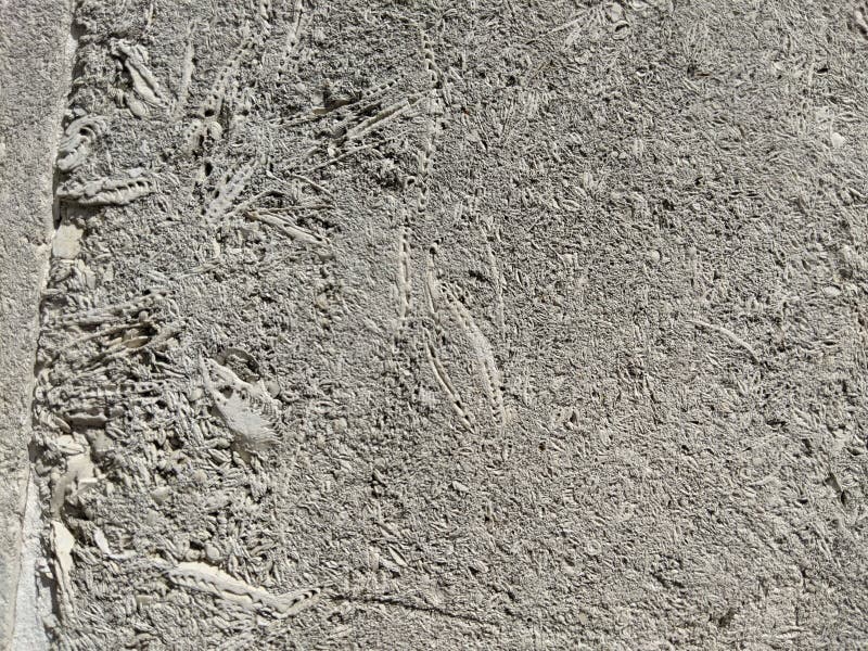 Shell Rock, Sedimentary Ancient Rock, Former Ocean Floor Stock Photo ...