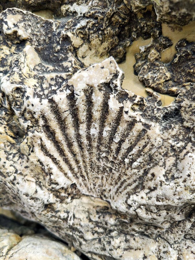 Shell on a Rock - Shell Fossils Stock Photo - Image of wall, surface ...