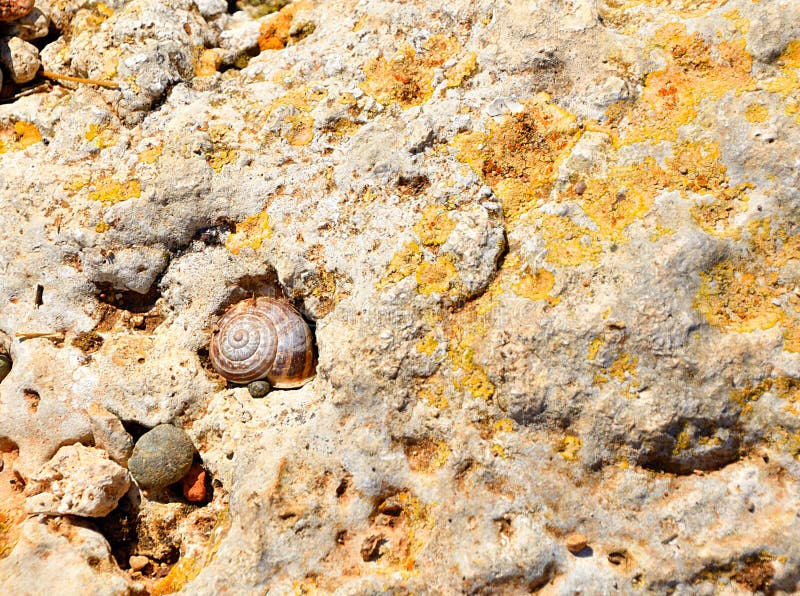 Conch Shell on Rock stock photo. Image of mesogastropod - 32276620