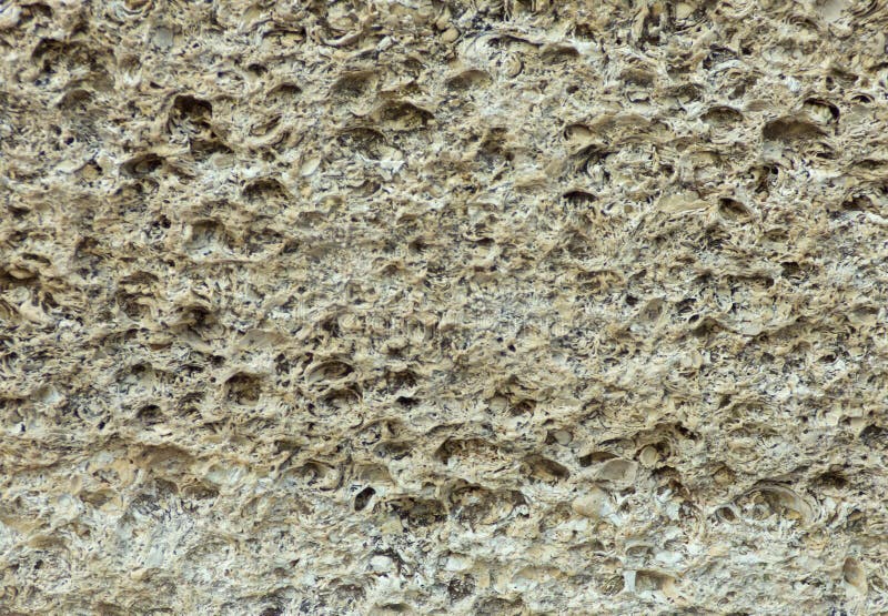 Shell rock surface stock photo. Image of closeup, dirty - 145885512