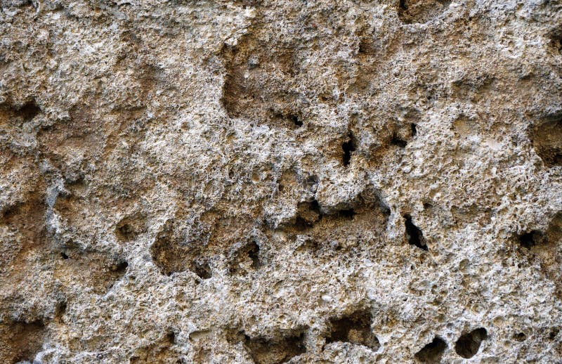 Shell Rock Texture Background. Fragment of a Shell Rock Surface ...