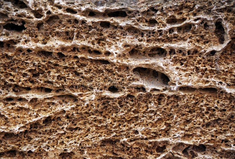 Shell Rock Texture Background. Fragment of a Shell Rock Surface ...