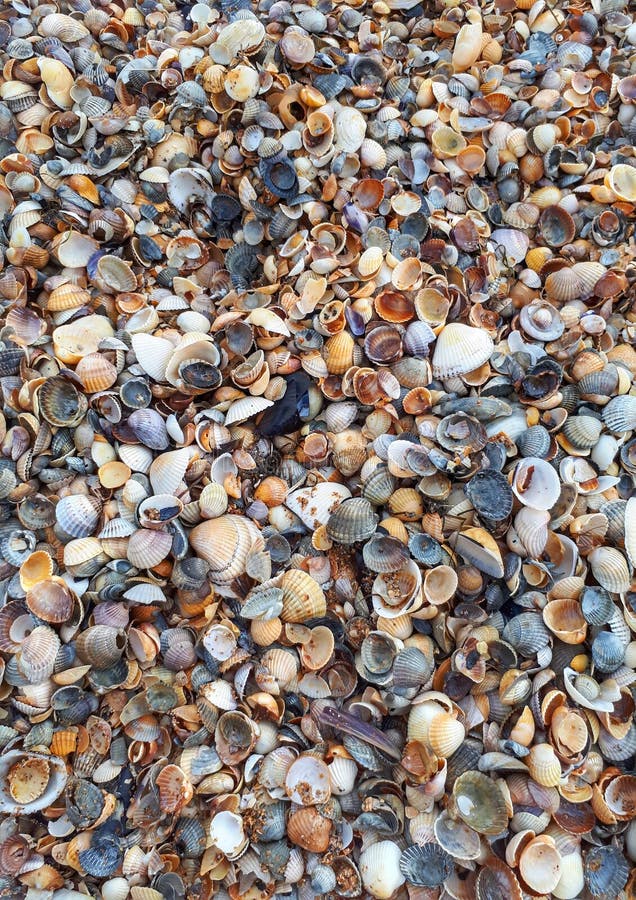 Shell Rock Texture Beach Shells Stock Image - Image of shelley, noelle ...