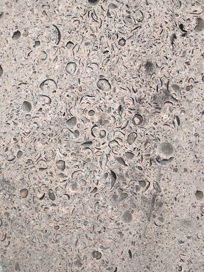 Shell rock texture stock photo. Image of abstract, floor - 156825030