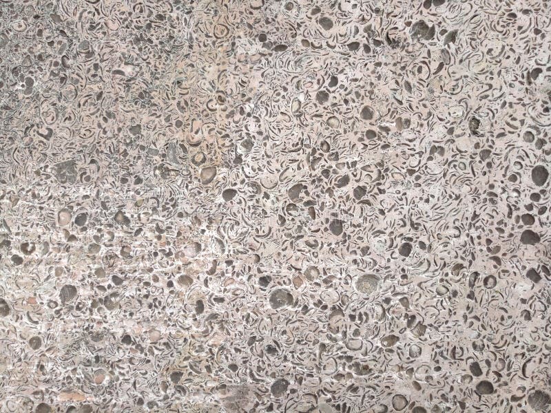 Shell rock texture stock image. Image of closeup, prehistoric - 156825059