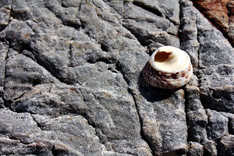 Shell on the rock stock image. Image of shell, cute, animal - 87450125