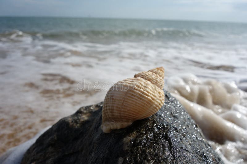 Shell on a Rock stock photo. Image of shell, whelk, water - 158789268
