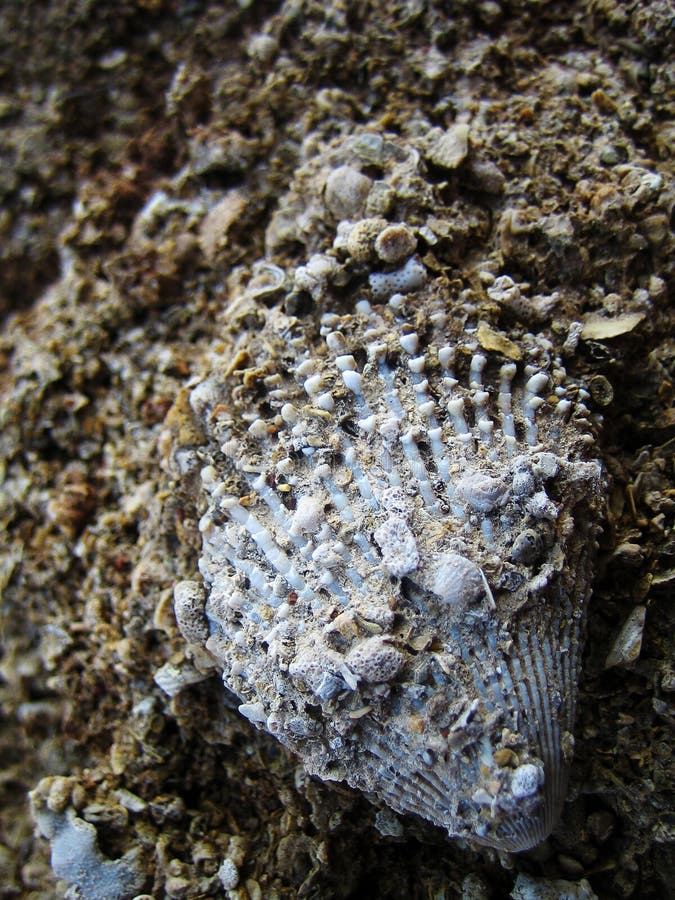Shell on Rocks Macro Summer Background Fine Art Wallpapers Stock Image ...