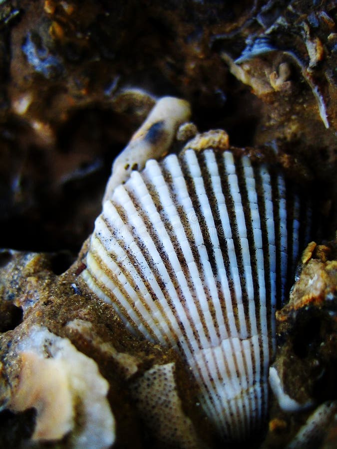 Shell on Rocks Macro Summer Background Fine Art Wallpapers Stock Image ...