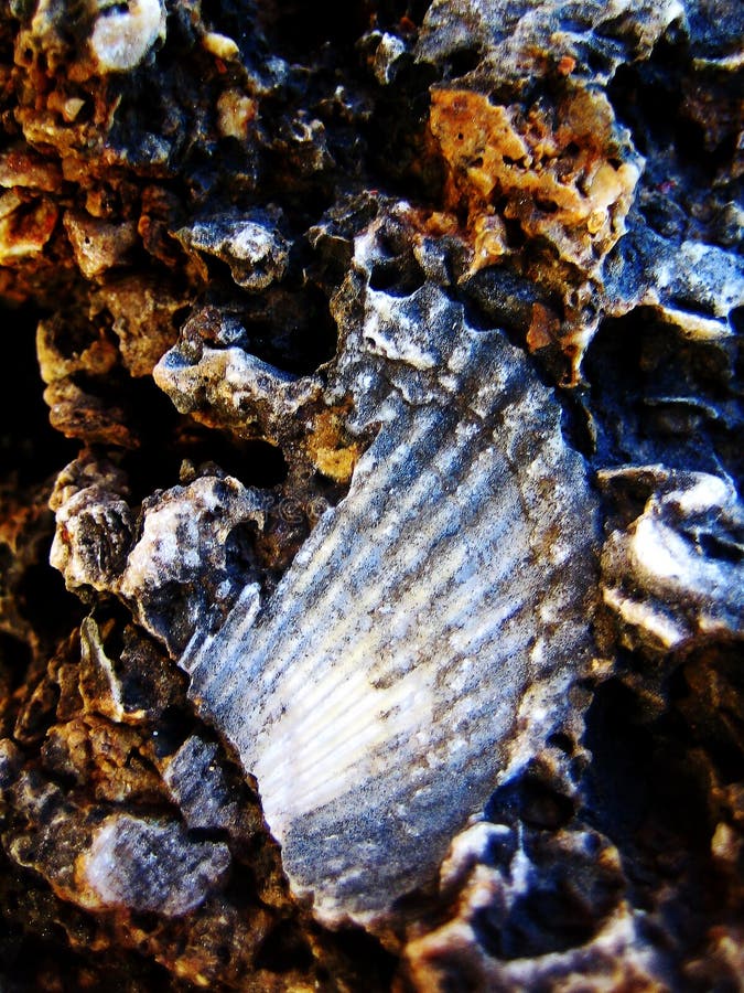 Shell on Rocks Macro Summer Background Fine Art Wallpapers Stock Photo ...