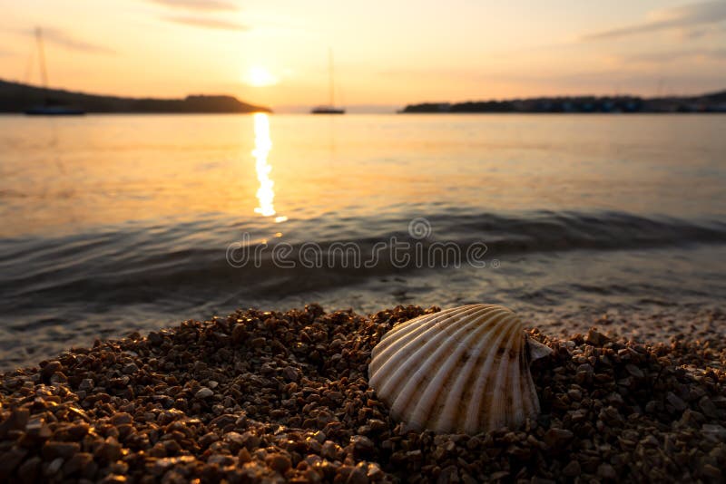 Shell on the Rocky Beach at Sunset in Croatia Stock Photo - Image of ...