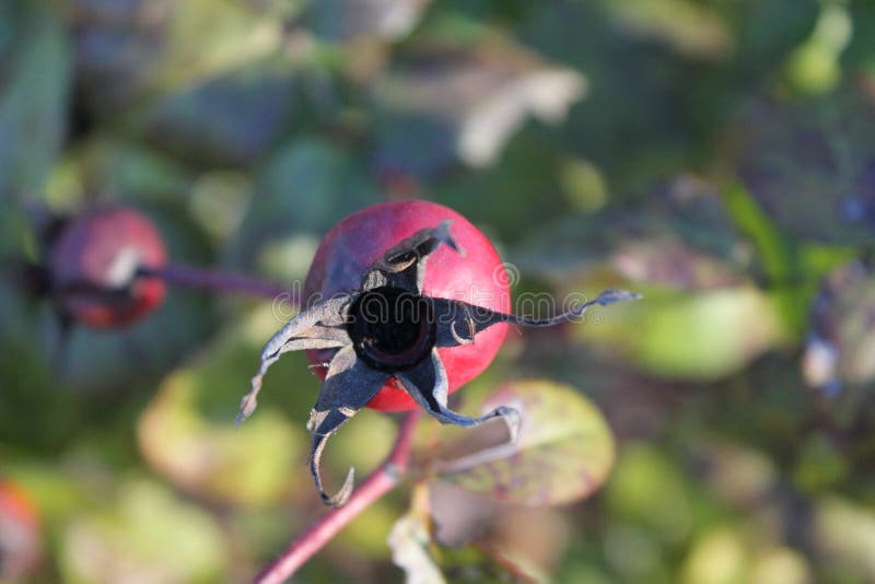 Shell of a rose flower stock photo. Image of nature - 234597836