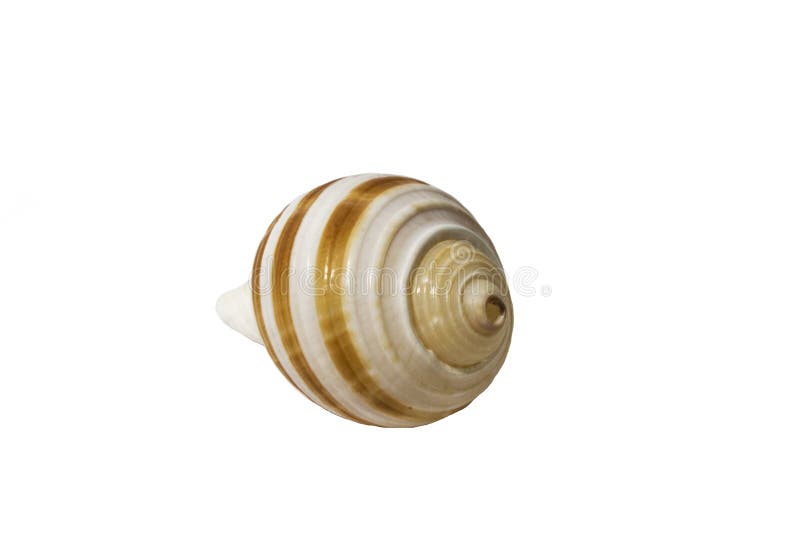 Shell Rounded on White Background Stock Image - Image of hard, mollusk ...