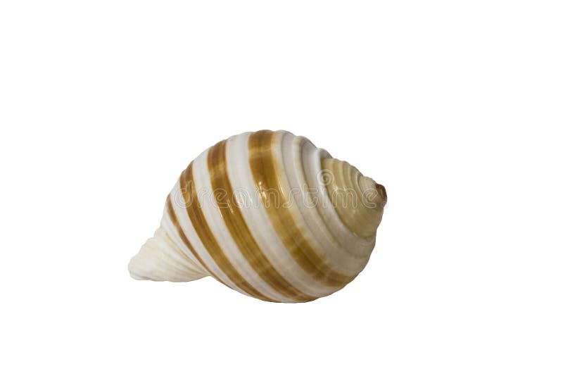 Shell Rounded on White Background Stock Photo - Image of hard, ocean ...