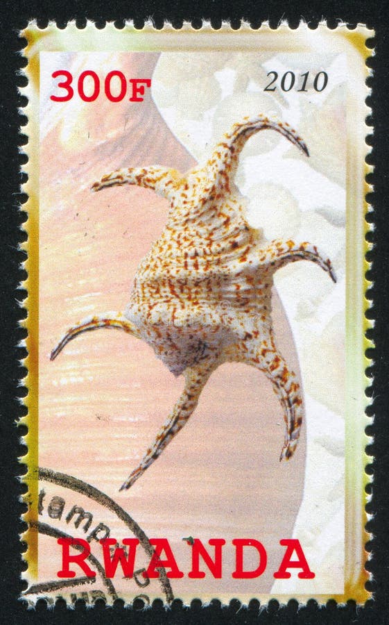 Shell editorial image. Image of postcard, marine, aged - 315258720