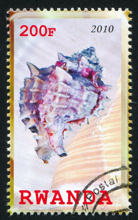 Shell stock image. Image of biology, marine, environment - 315258803