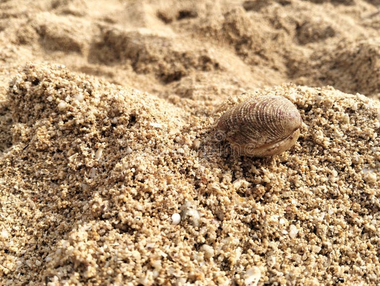 The Shell S Distinct Textures and Patterns are Highlighted Against the ...