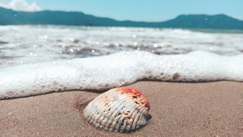 A Shell that& X27;s on the Shore and Will Hit the Waves Stock Image ...