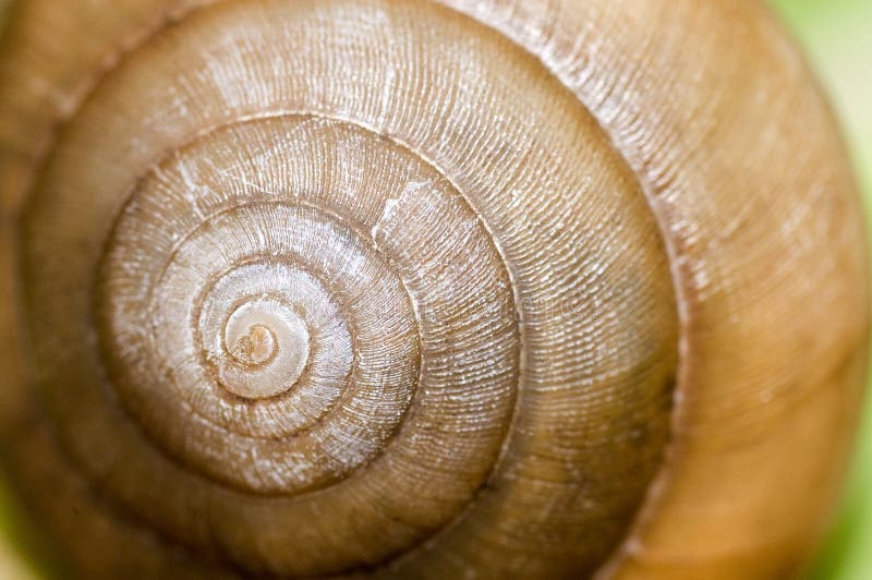 Shell s spiral stock image. Image of curves, arcs, background - 1366559