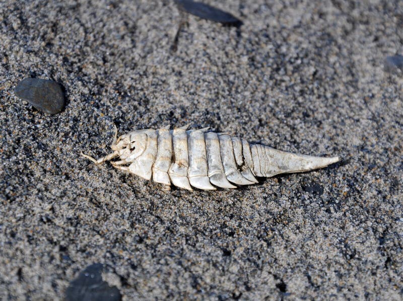 Saduria Entomon on the Sea Sand. Stock Image - Image of laptev, hide ...