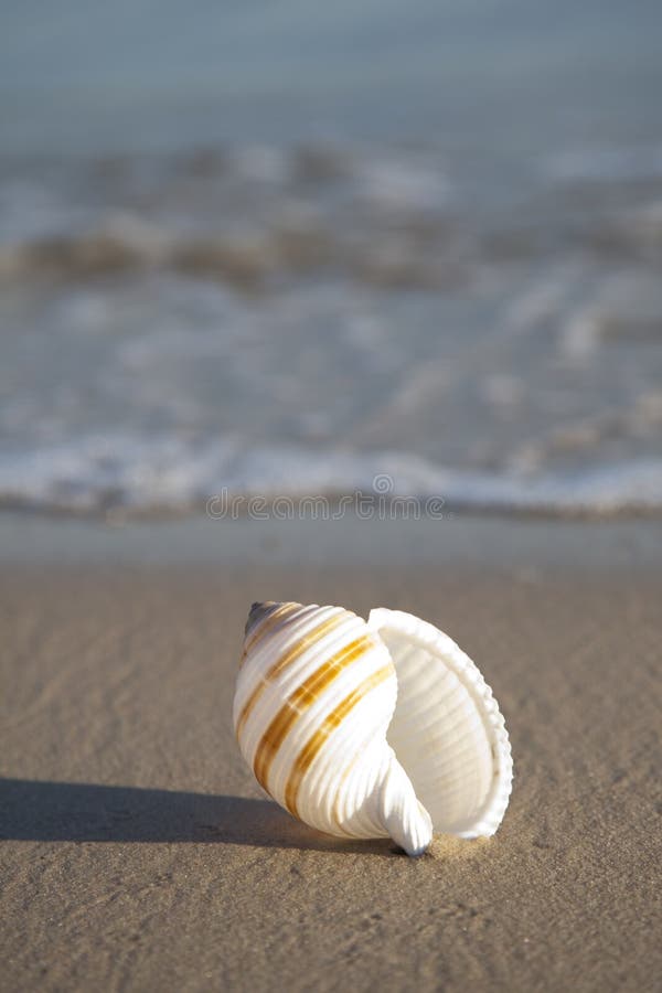 Shell on sand stock photo. Image of scene, textured, wave - 11247324