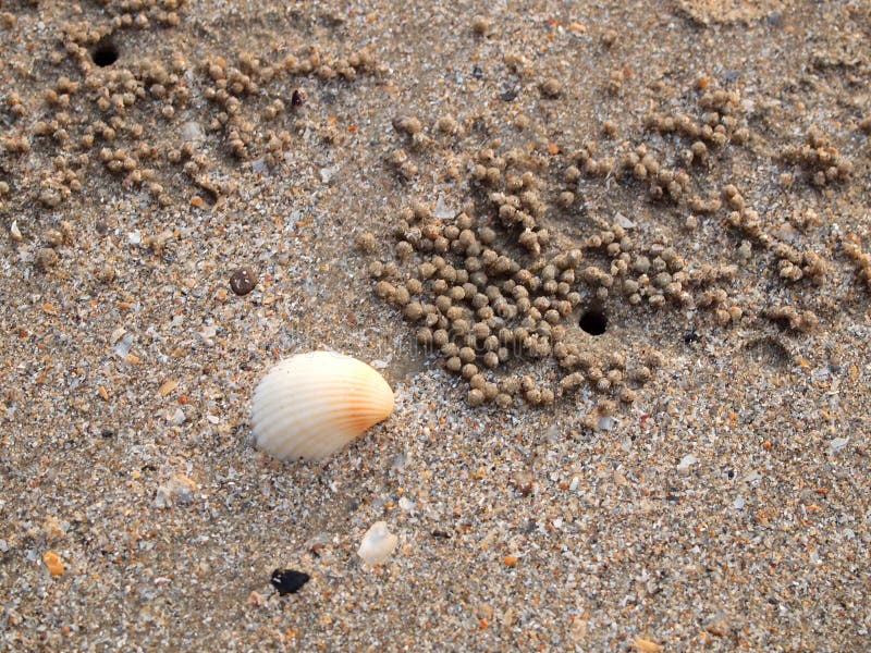 Shell on sand stock image. Image of natural, brown, close - 142747473