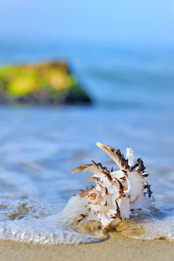 Beautiful giant sea shells stock photo. Image of city - 2733300