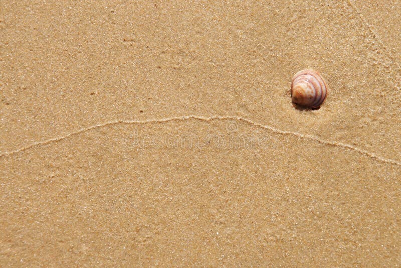 Shell on sand stock image. Image of yellow, beach, shell - 22556245